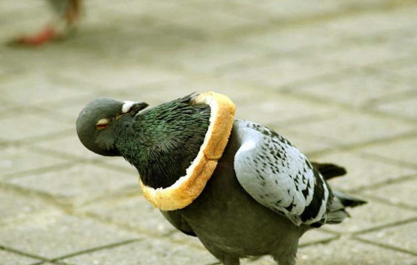 Flyv, Fugl! flyv over Furesøens vove! | steampunk.dk