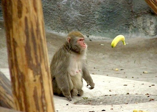 The Jedi monkey is hungry…. | steampunk.dk